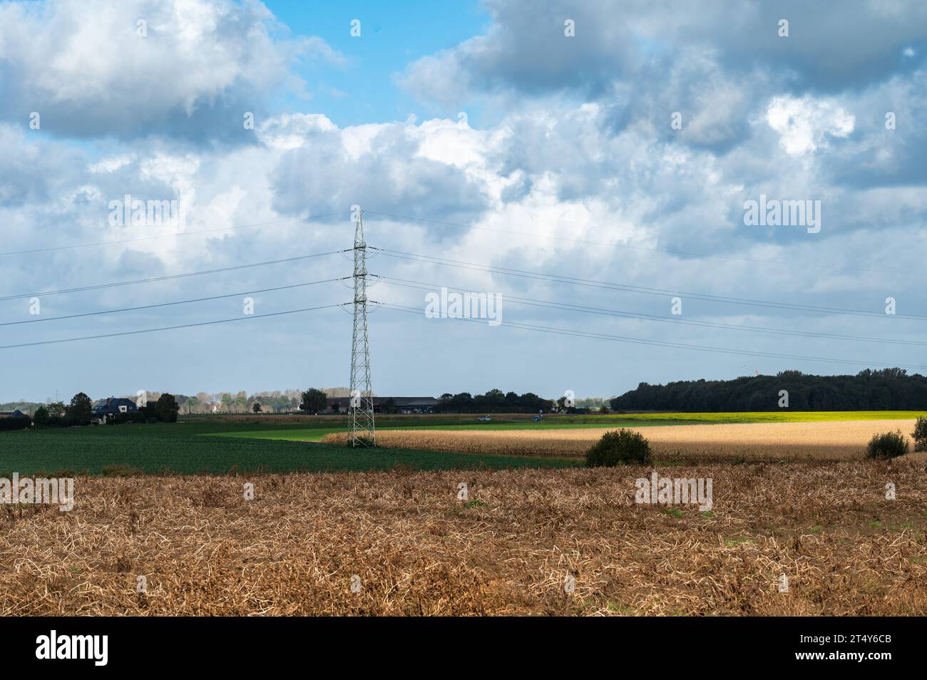 Golden wheat fields and high voltage pole at the Flemish countryside ...