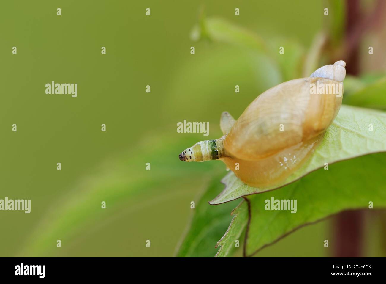 Common amber snail (Succinea putris) infested by the sucking worm ...
