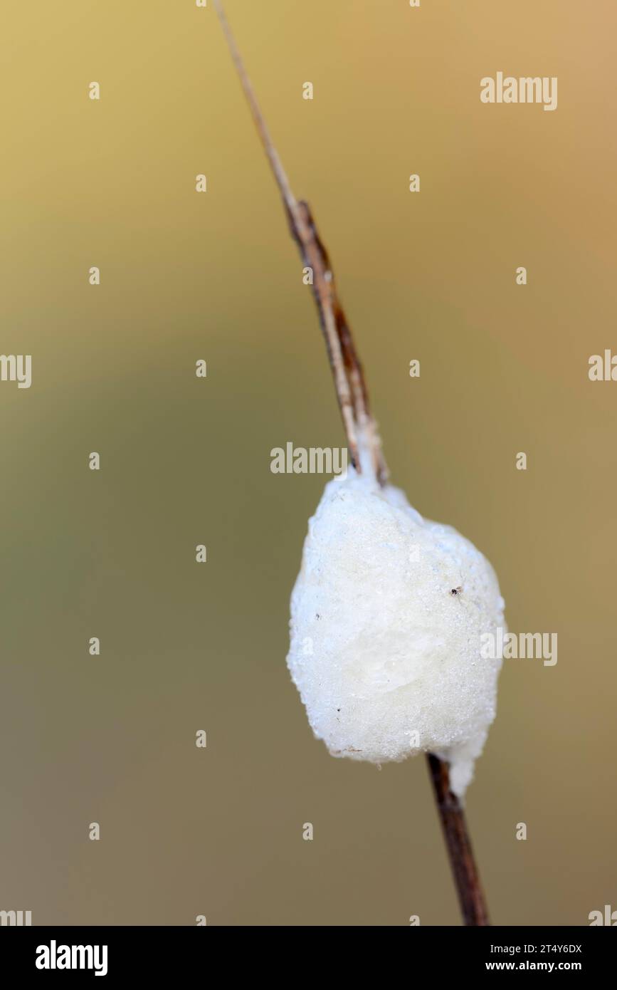 Terebrantia hi-res stock photography and images - Alamy