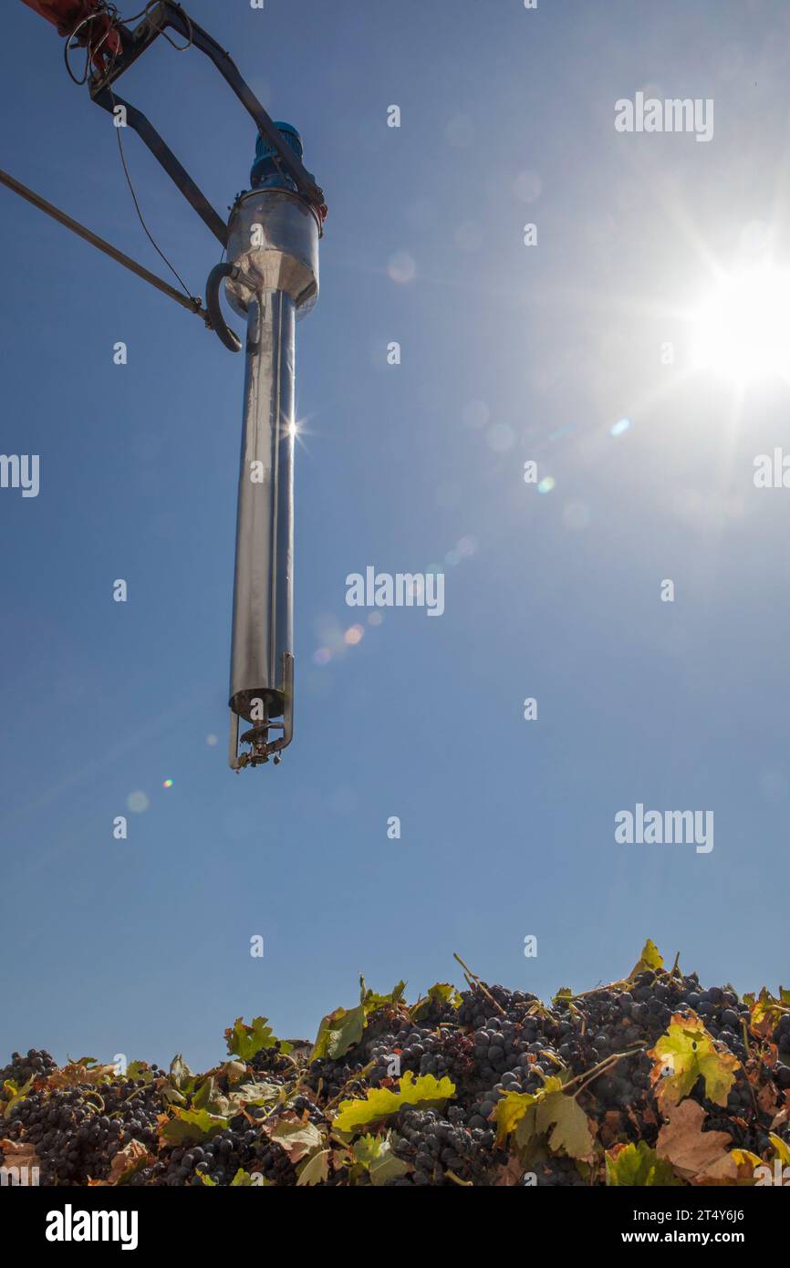 Sampling tube on a trailer full of grapes. Grape harvest processing at ...