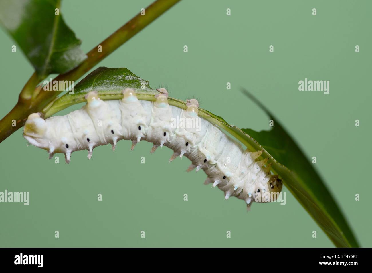 Ailanthus silkmoth (Samia cynthia) or ailanthus moth, caterpillar Stock ...