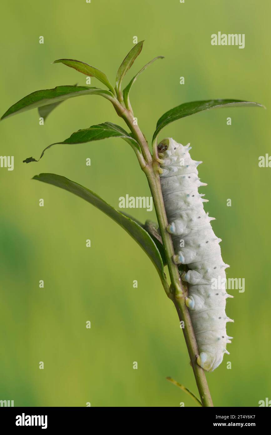 Ailanthus silkmoth (Samia cynthia) or ailanthus moth, caterpillar Stock ...