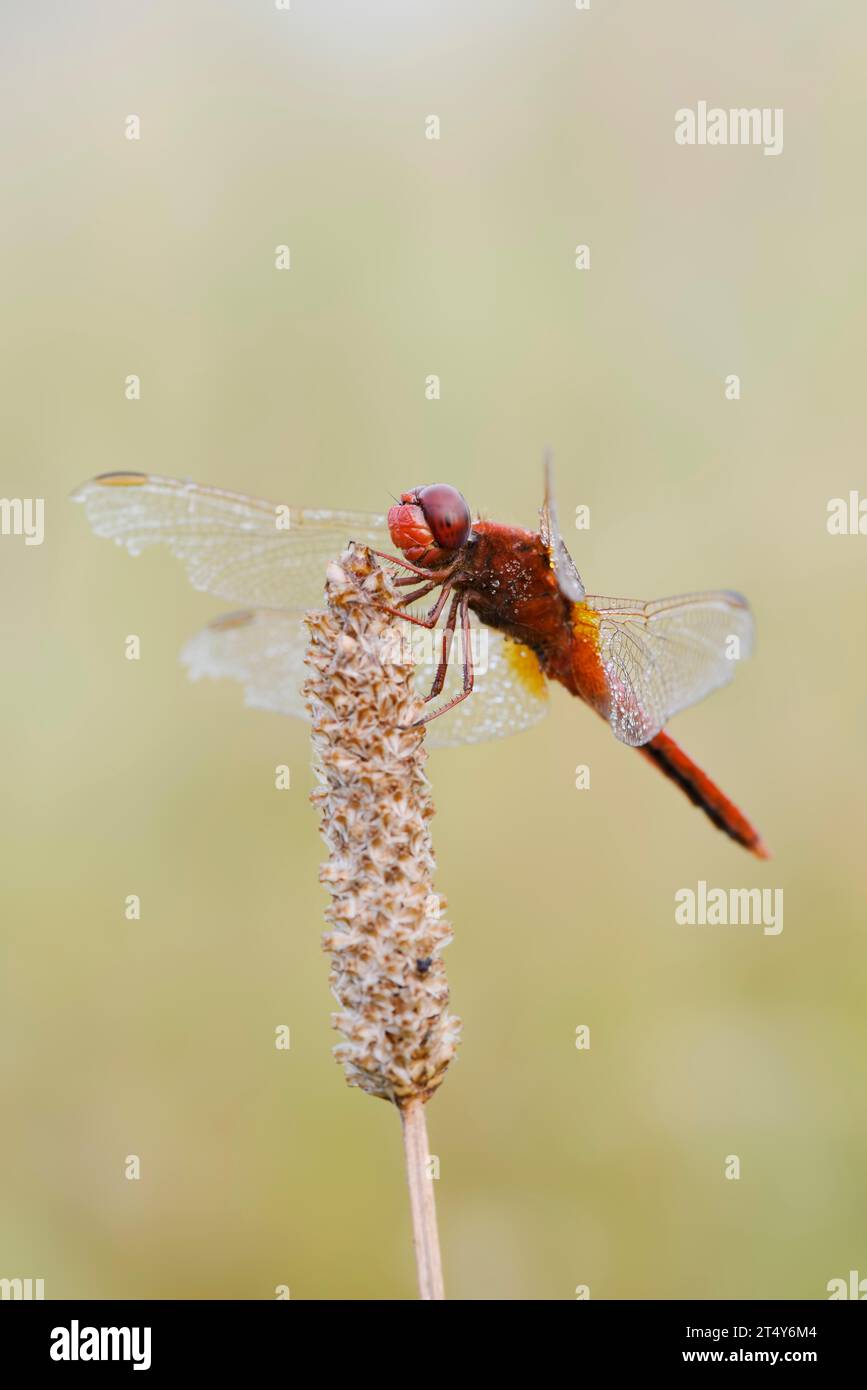 German dragonfly hi-res stock photography and images - Alamy