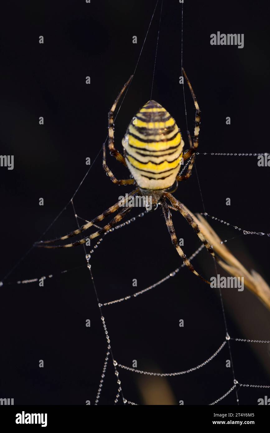Wasp spider (Argiope bruennichi), female in web, North Rhine-Westphalia ...