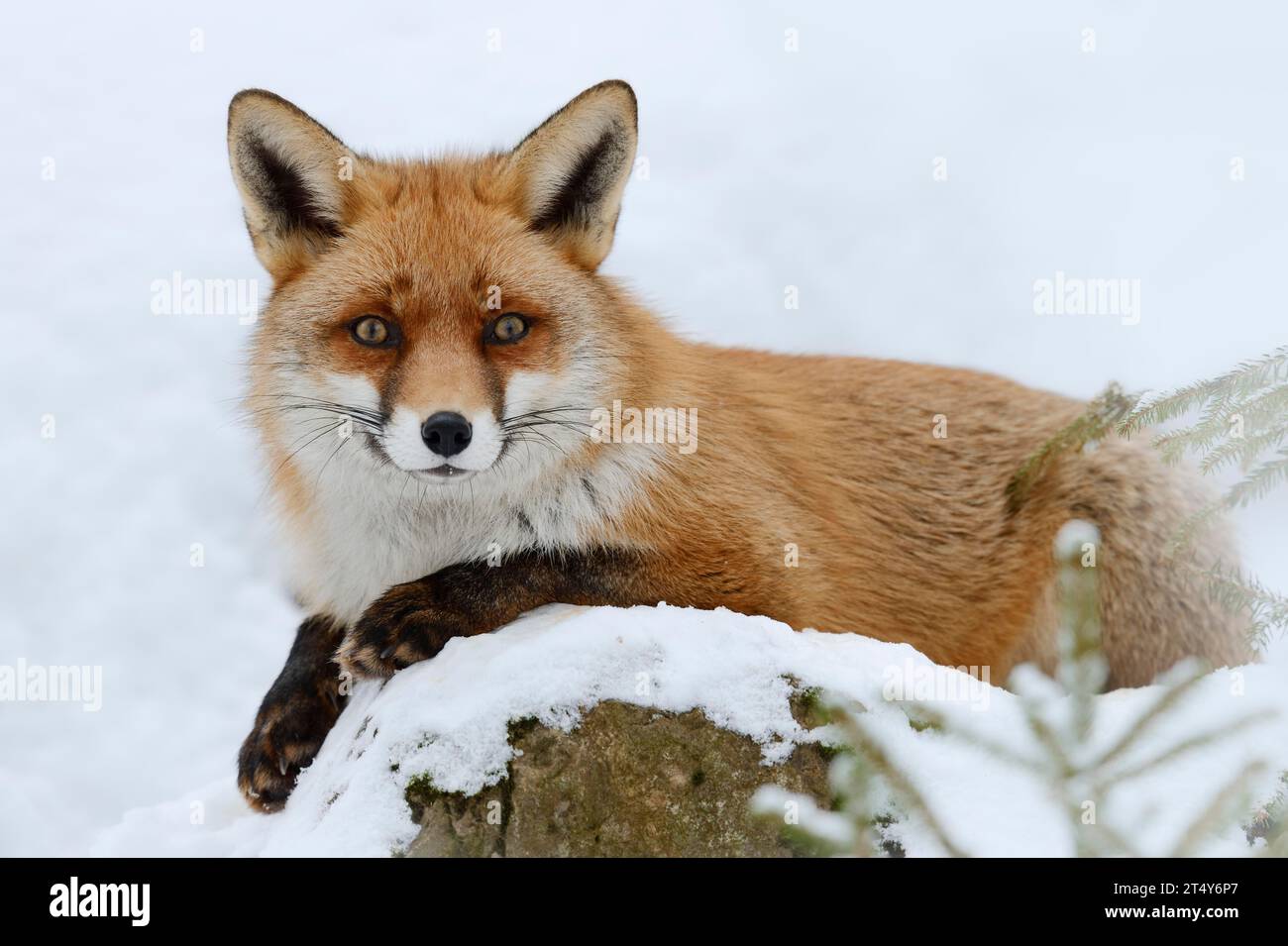Red fox (Vulpes vulpes) in winter, Bavaria, Germany Stock Photo - Alamy