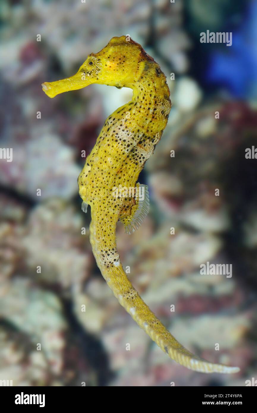 Long-snouted seahorse (Hippocampus reidi) or long-snouted seahorse ...