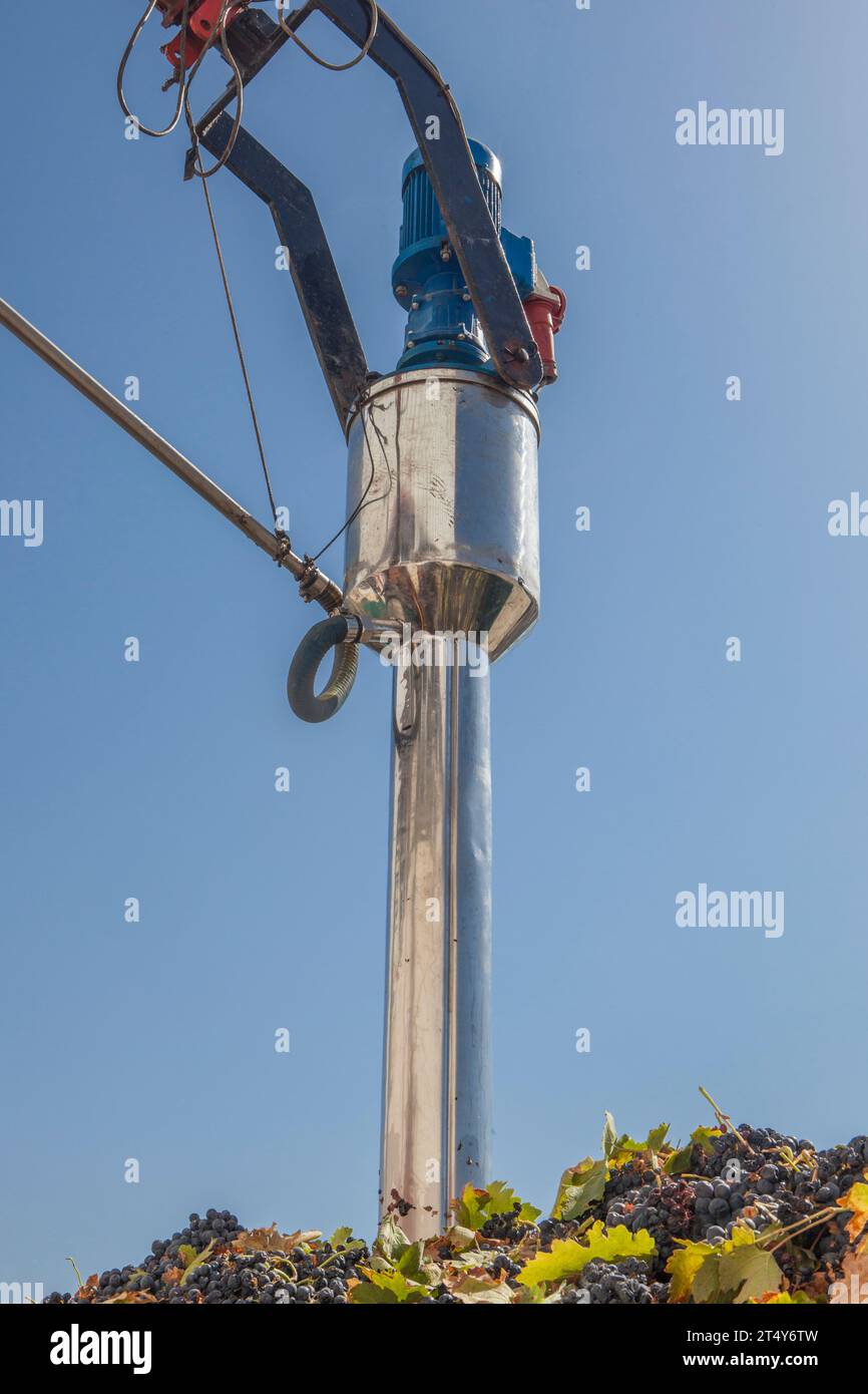 Sampling tube on a trailer full of grapes. Grape harvest processing at ...