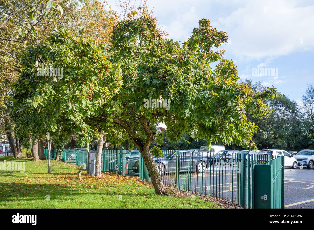 British medlar fruit hi-res stock photography and images - Alamy