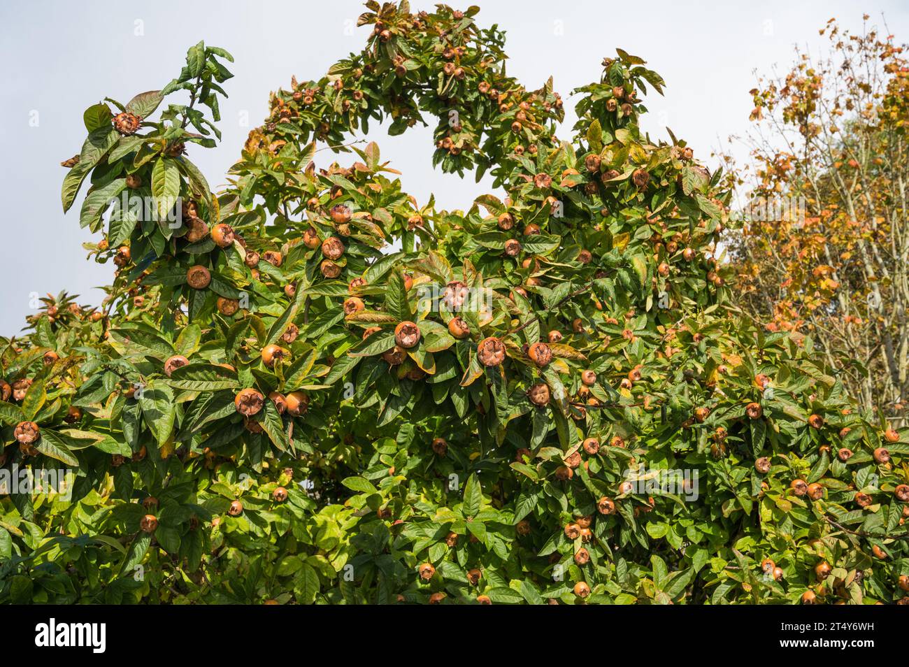Medlar tree hi-res stock photography and images - Alamy