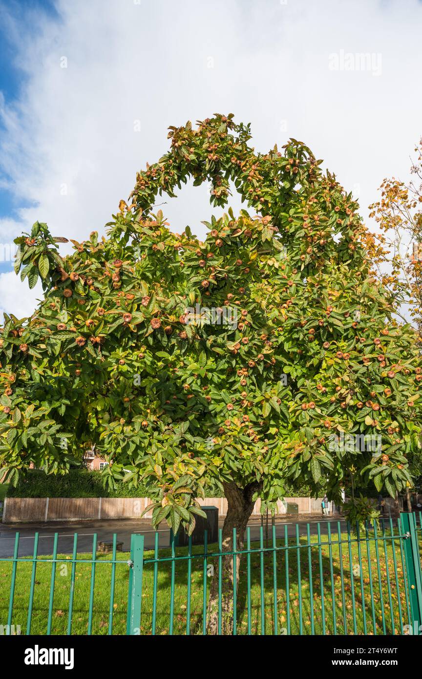 Medlar tree in early autumn laden with fruit. England, UK Stock Photo ...