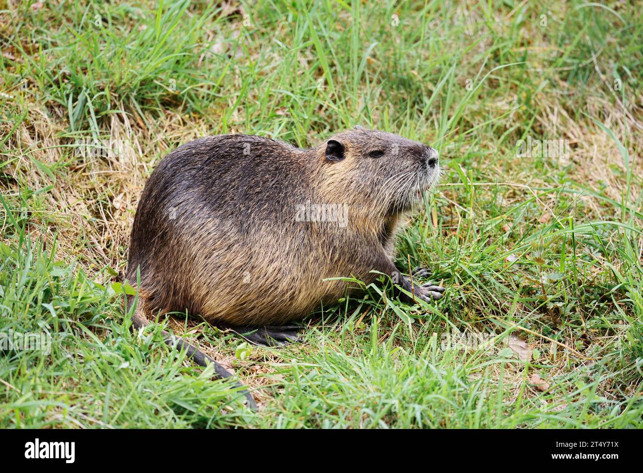 Nutria (Myocastor coypus), nutria or swamp beaver on the bank, North ...