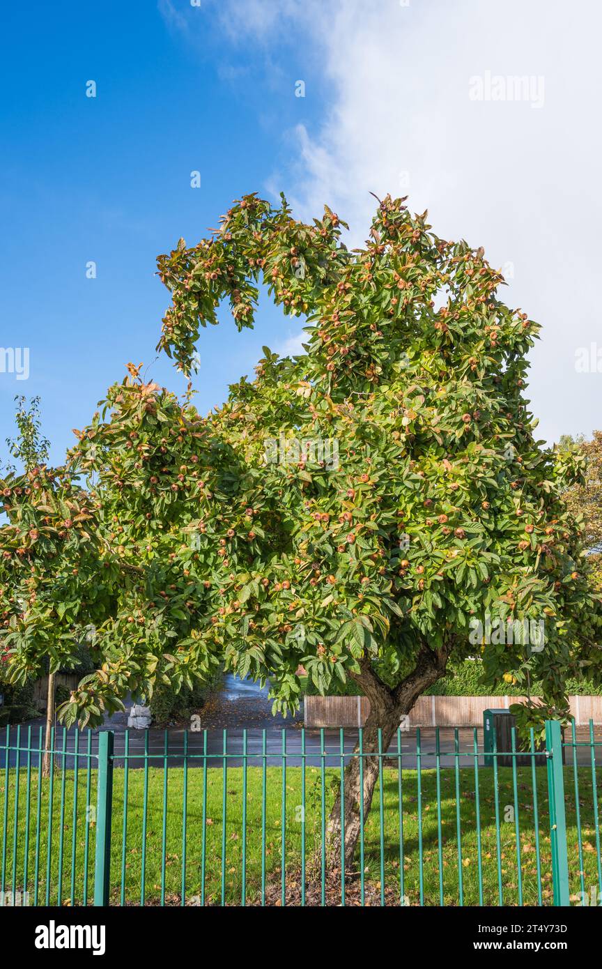 Medlar tree hi-res stock photography and images - Alamy