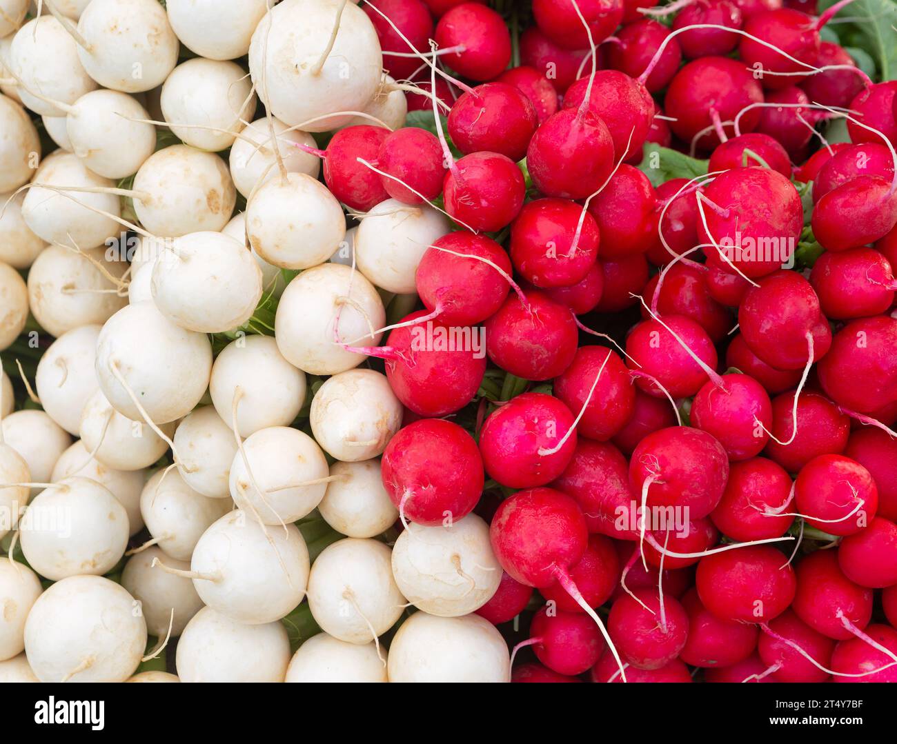 Turnips red radish hi-res stock photography and images - Alamy