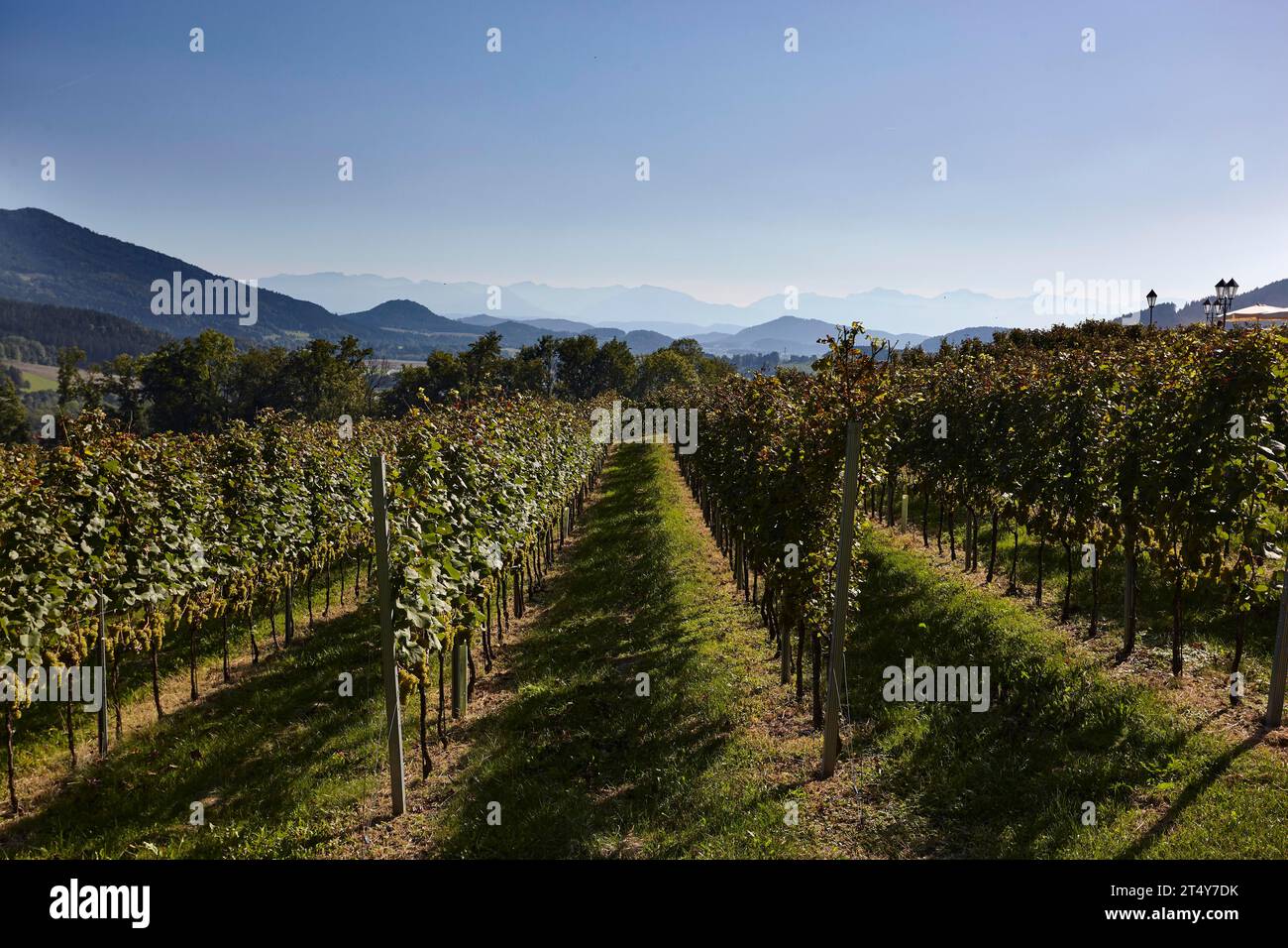 Winery taggenbrunn hi-res stock photography and images - Alamy