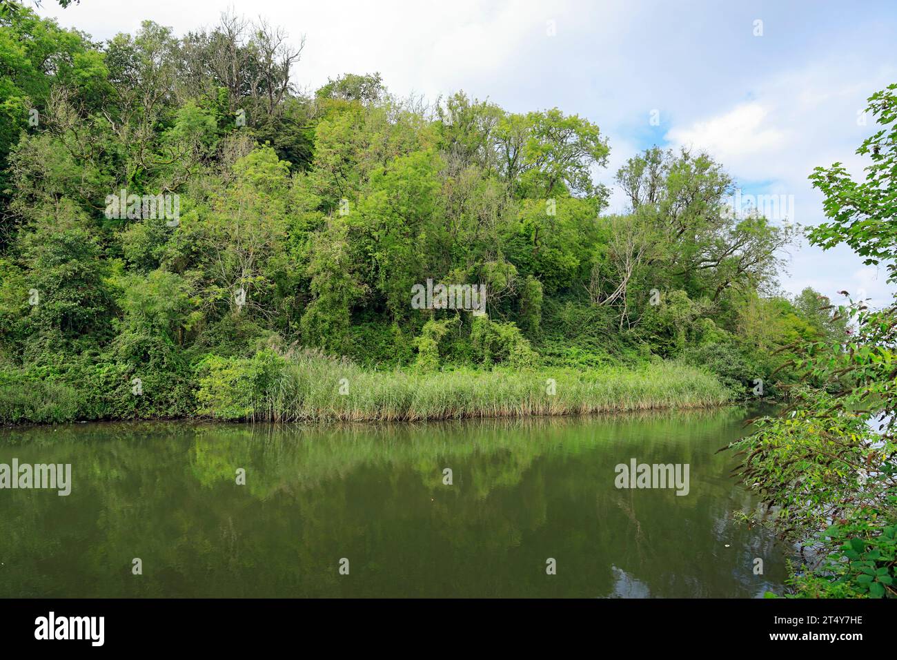 Woods wales hi-res stock photography and images - Alamy