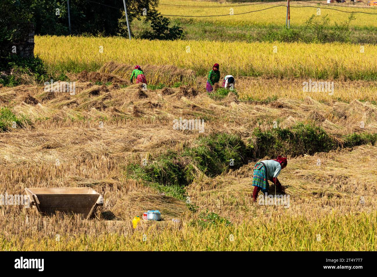 People in Vietnam are harvest rice Stock Photo - Alamy