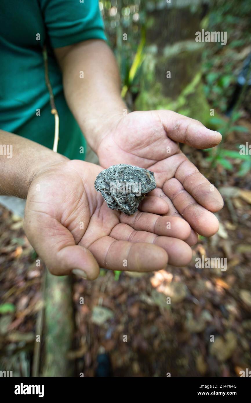 Men's hands showing natural wax in the Amazon rainforest, Manaus, State of Amazonas, Brazil ...