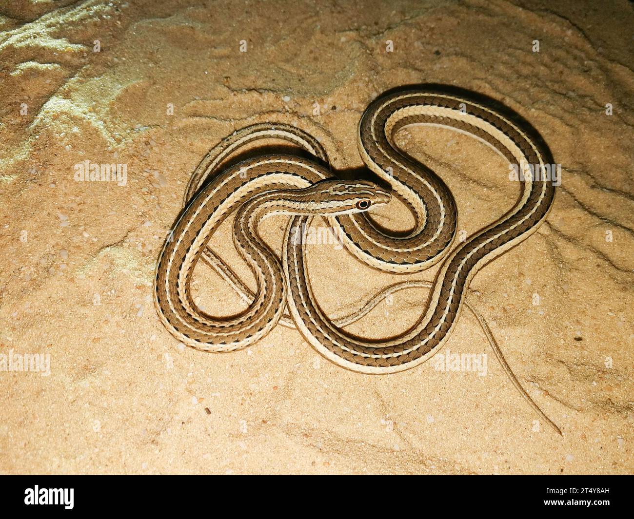 Racer snake hi-res stock photography and images - Alamy