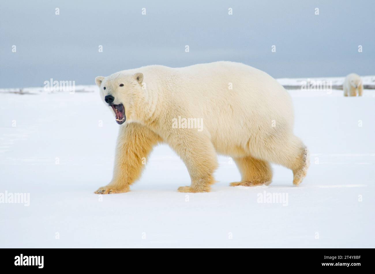 polar bear Ursus maritimus young bear travels across newly formed pack ...