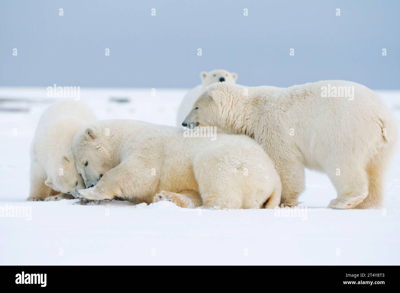 polar bears Ursus maritimus sow with spring cubs feed on a piece of ...