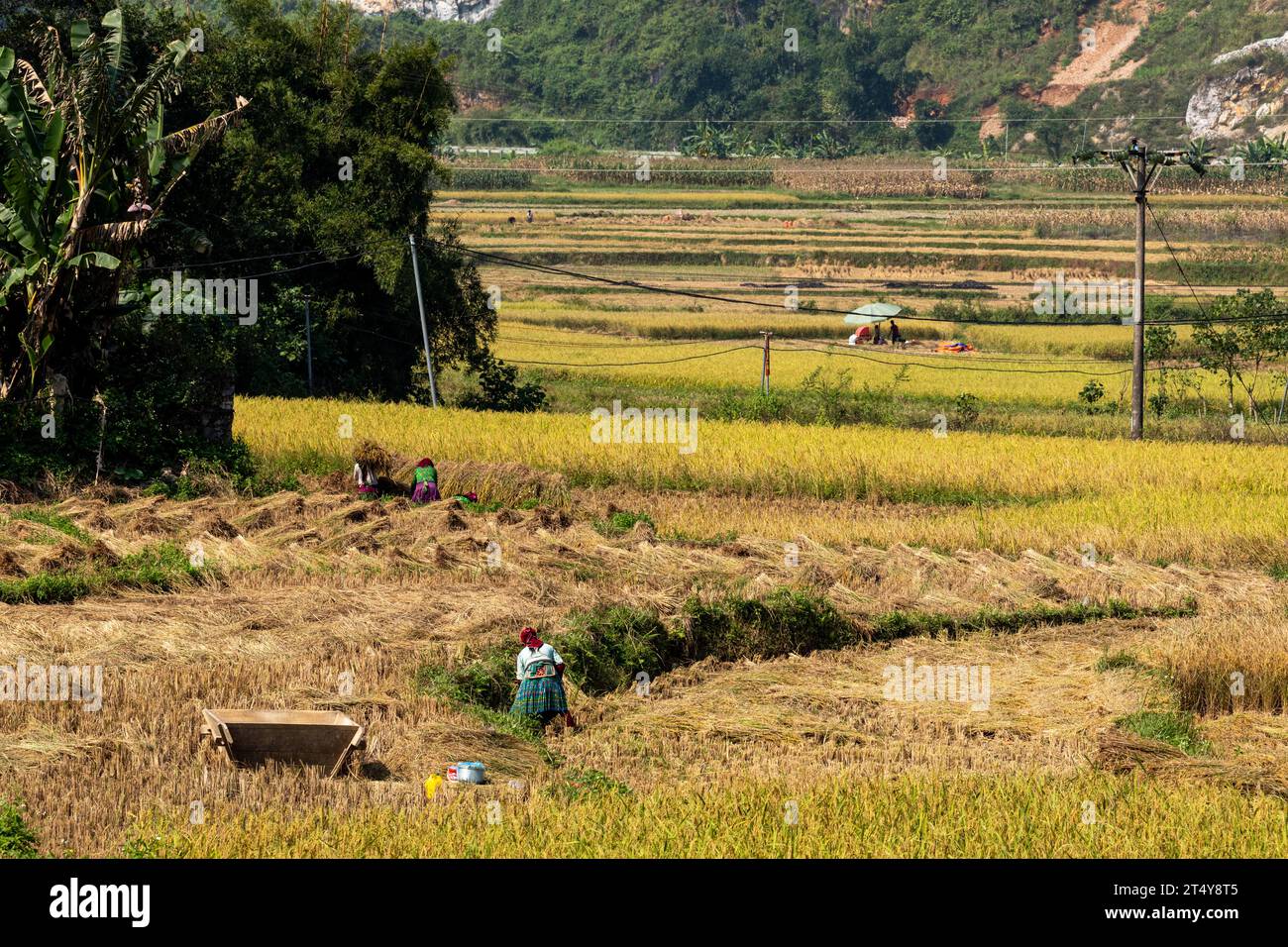 People in Vietnam are harvest rice Stock Photo - Alamy