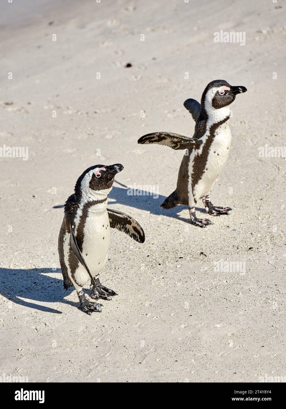 Two black footed African penguins on sand beach, breeding colony or ...