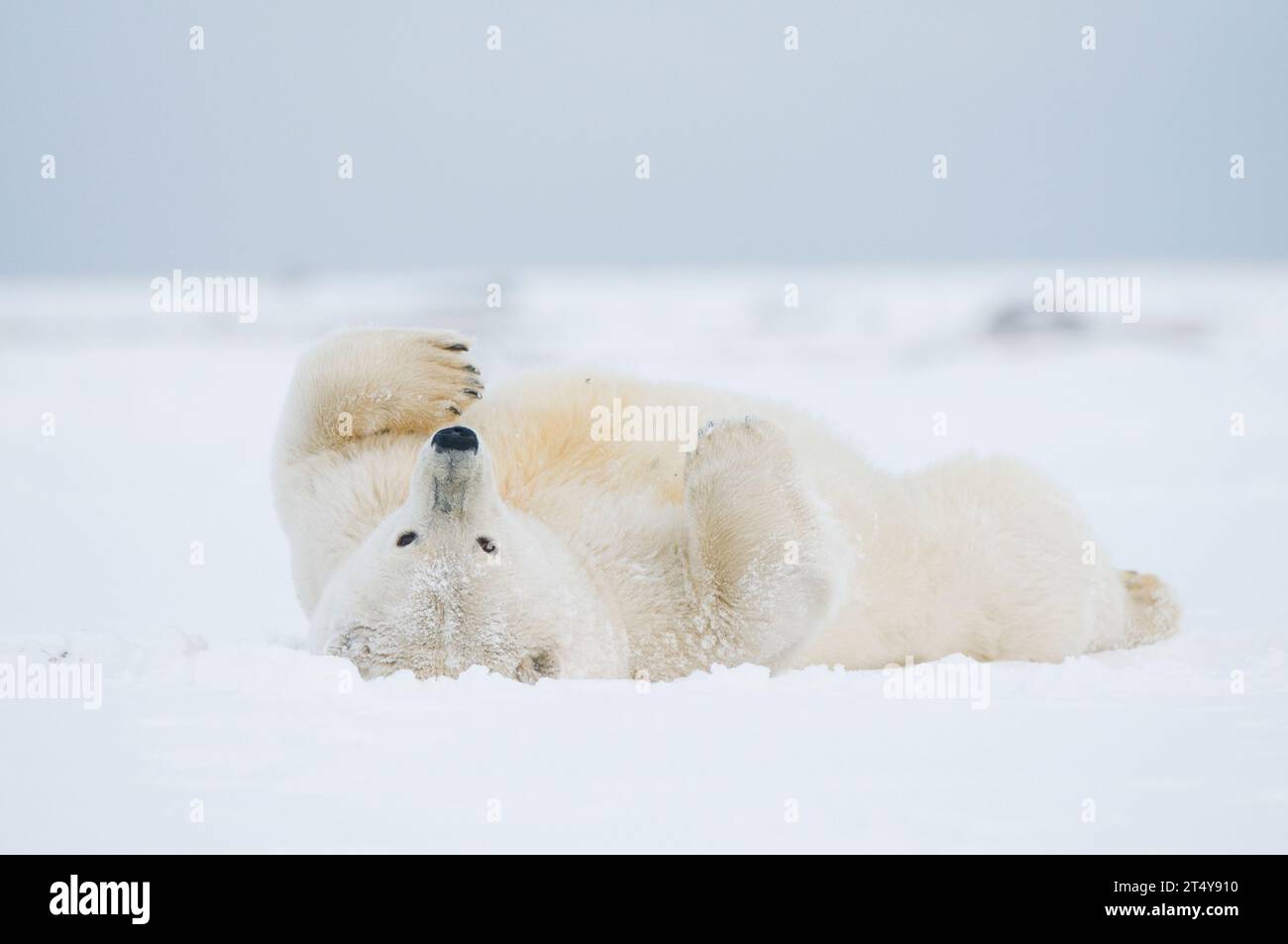 Polar bear (Ursus maritimus) Adult rolling around on newly formed pack ...