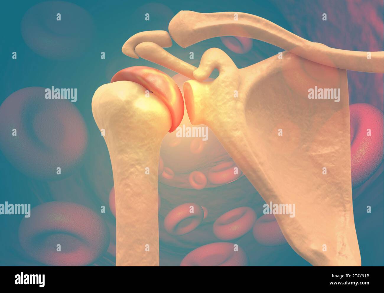 Human shoulder anatomy. 3d render Stock Photo - Alamy