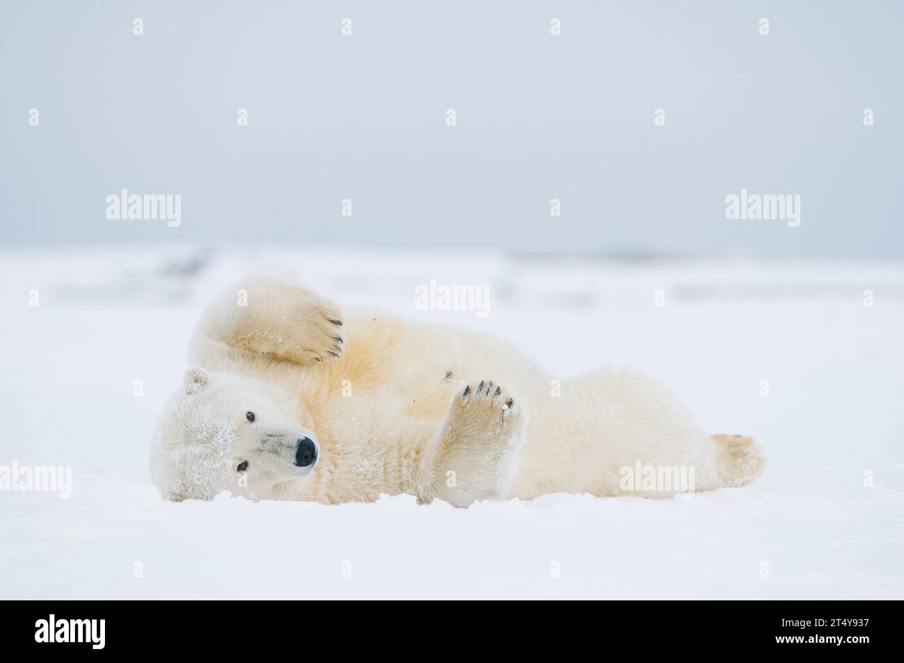Polar bear (Ursus maritimus) Adult rolling around on newly formed pack ...