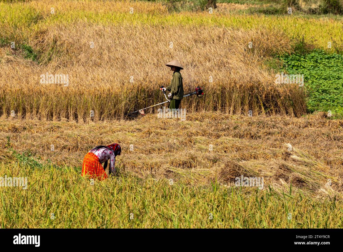 People in Vietnam are harvest rice Stock Photo - Alamy