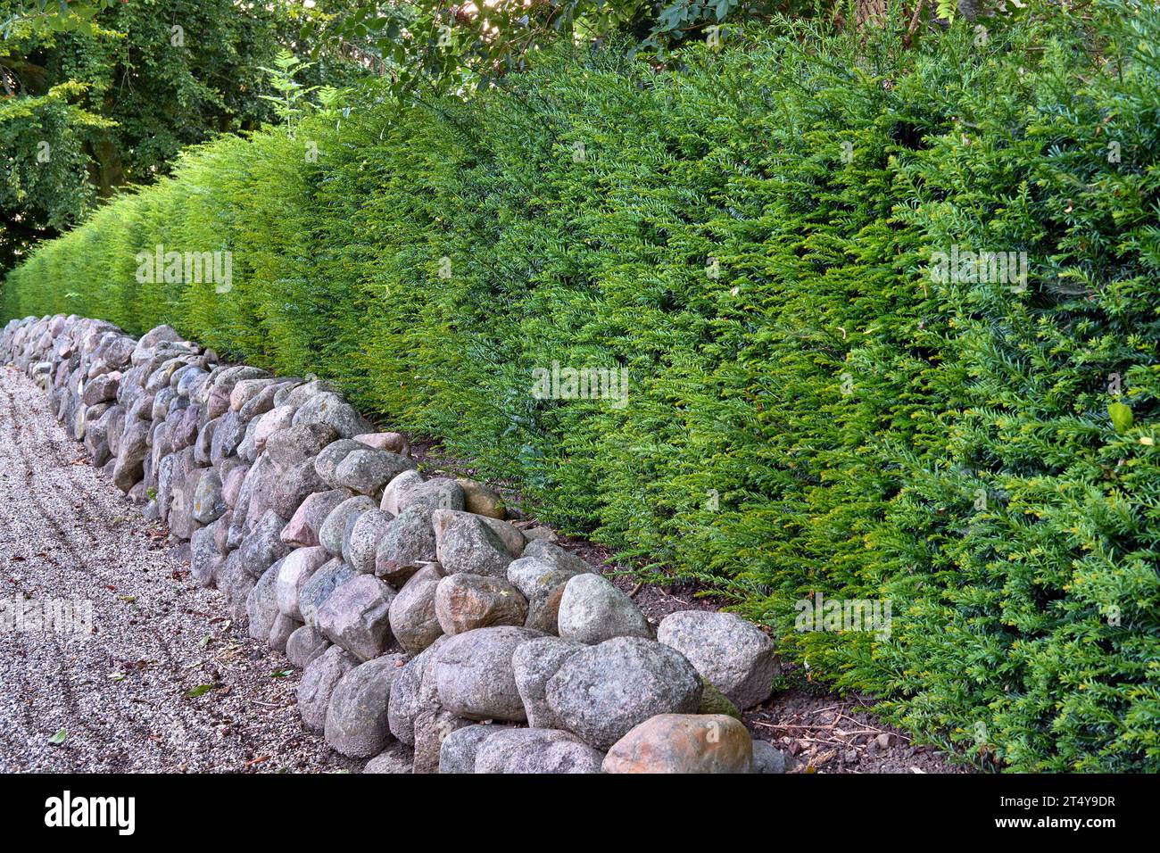Landscaping with rocks and ferns as a boundary wall with copy space ...