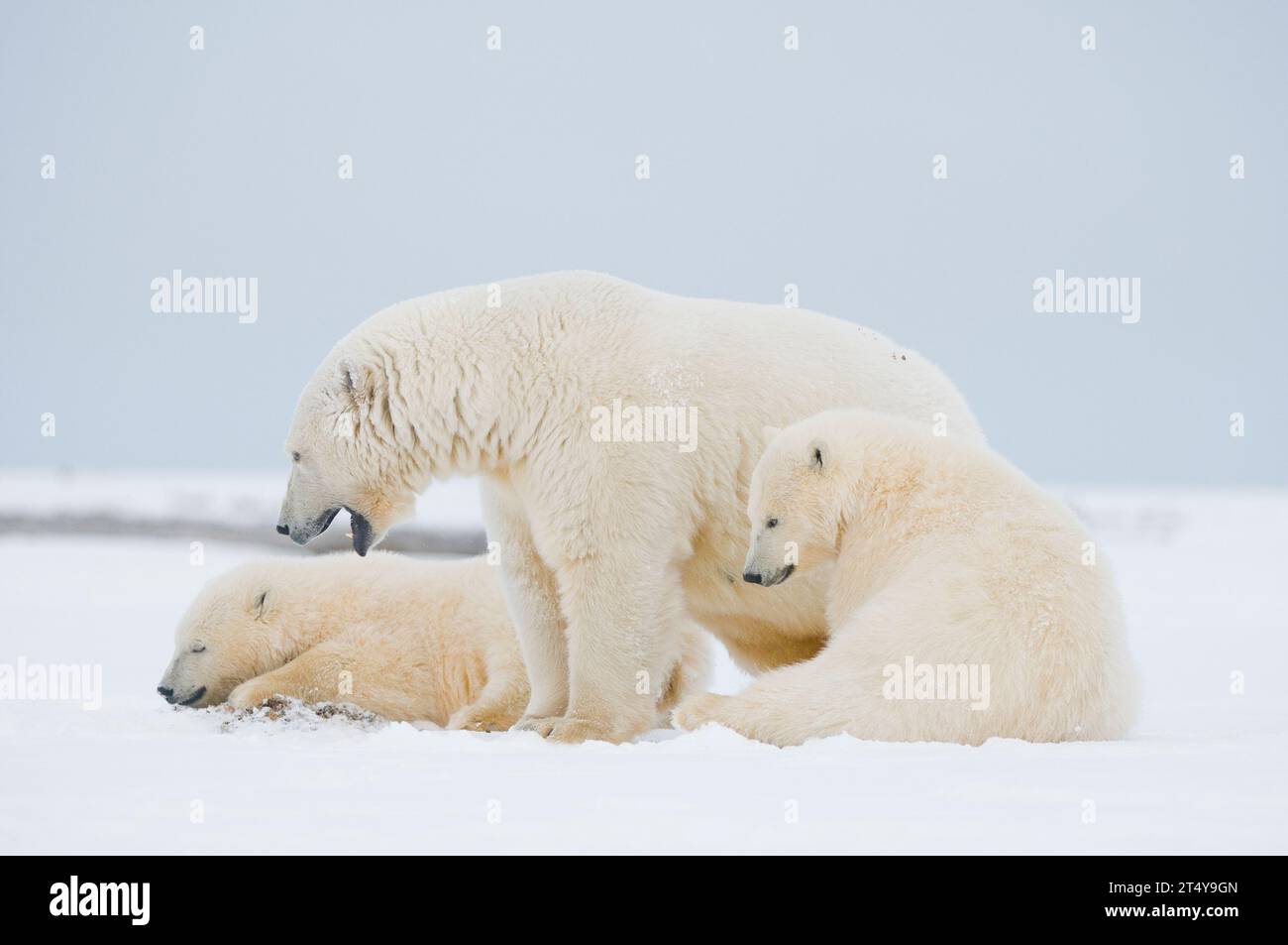 polar bears Ursus maritimus sow with a pair of spring cubs rest on ...