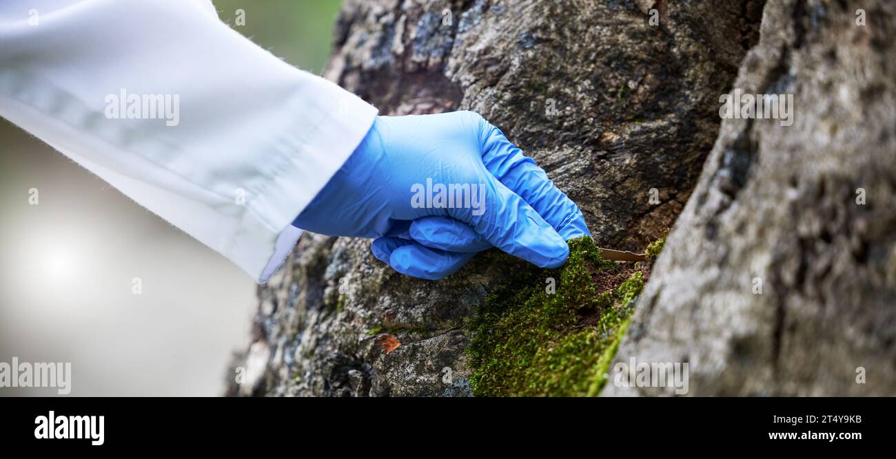 Scientist hand, moss and tree in nature, studying growth in forest for ...
