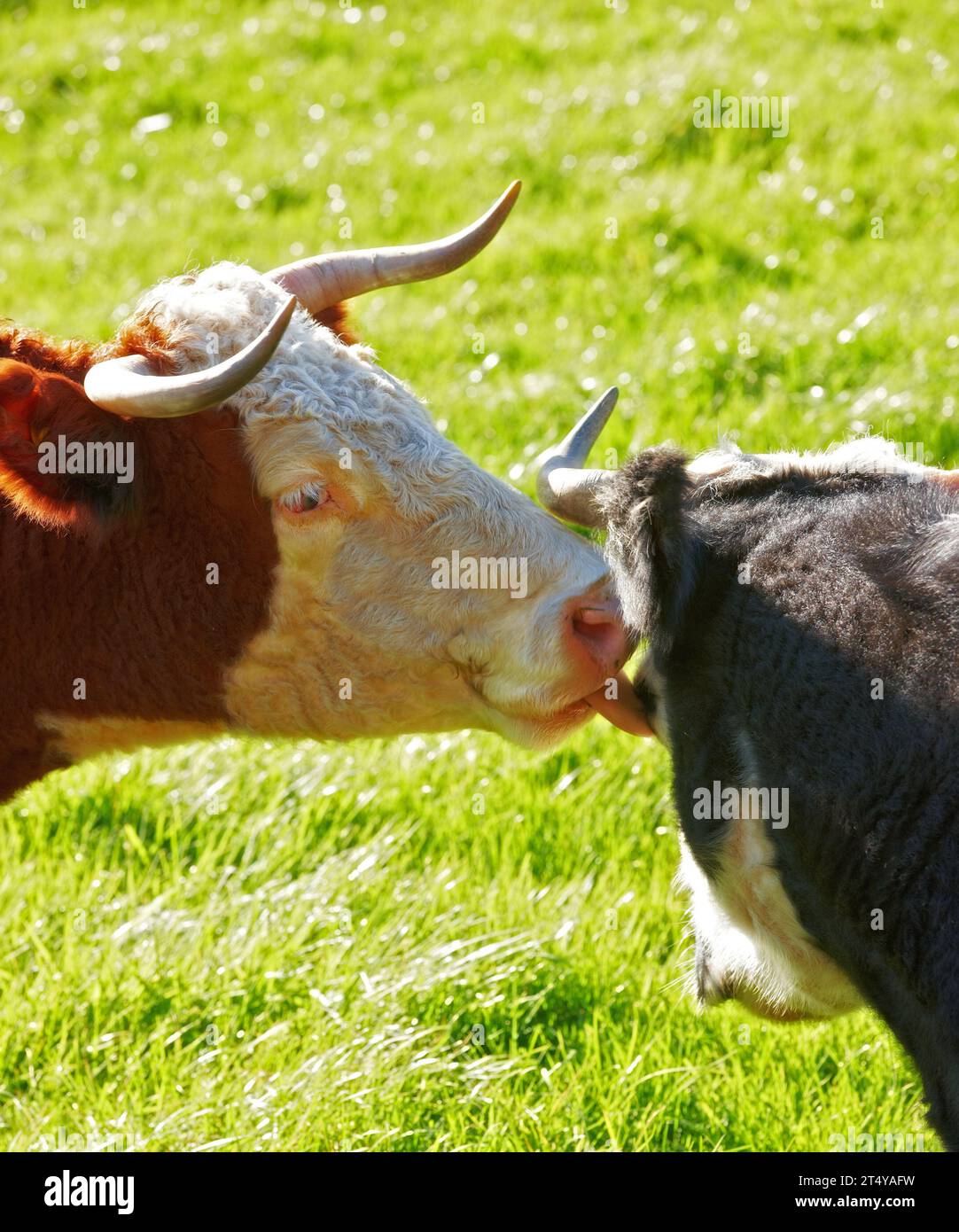 Licking cows hi-res stock photography and images - Alamy