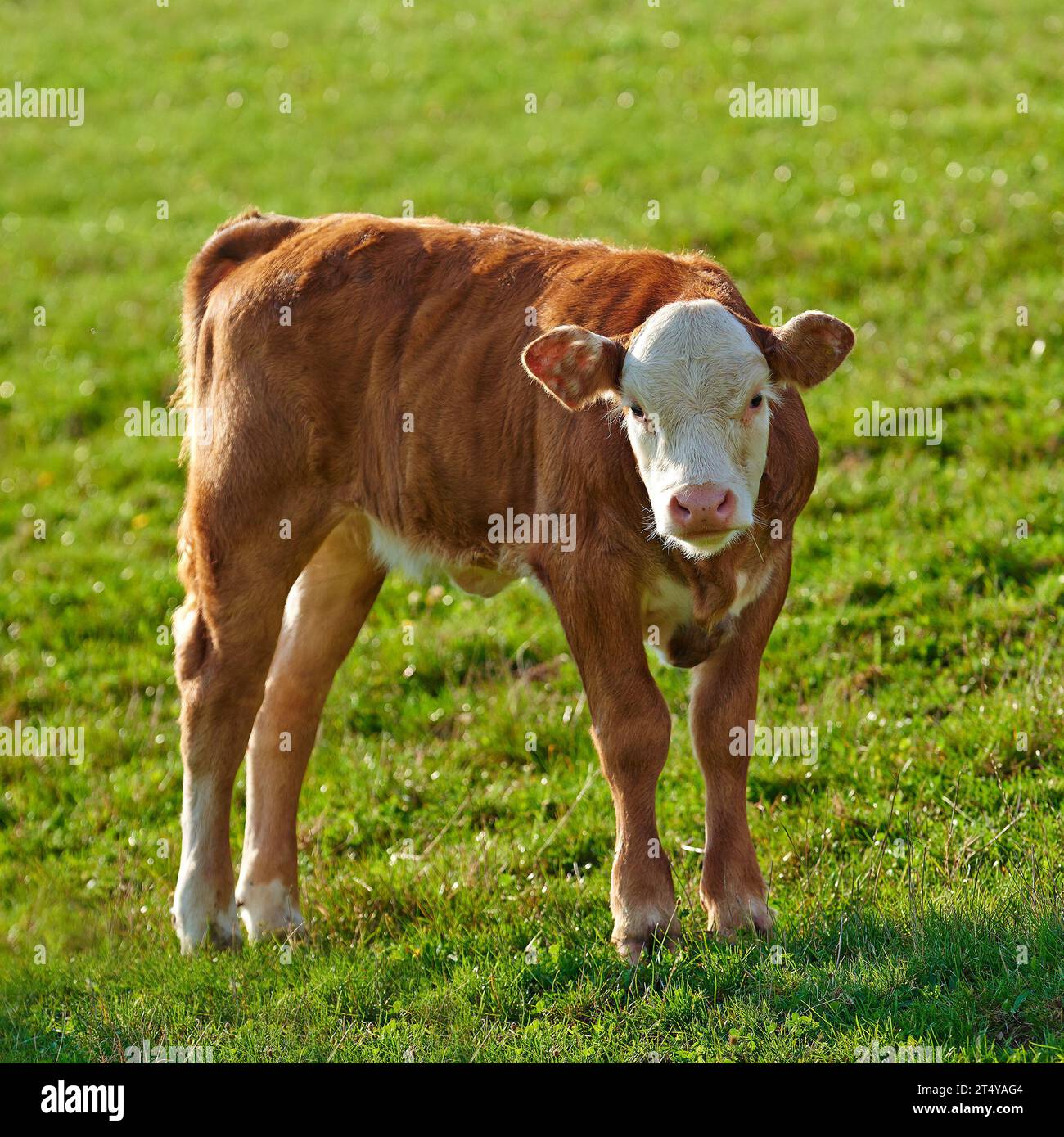 One hereford cow standing alone on farm pasture. One hairy animal ...