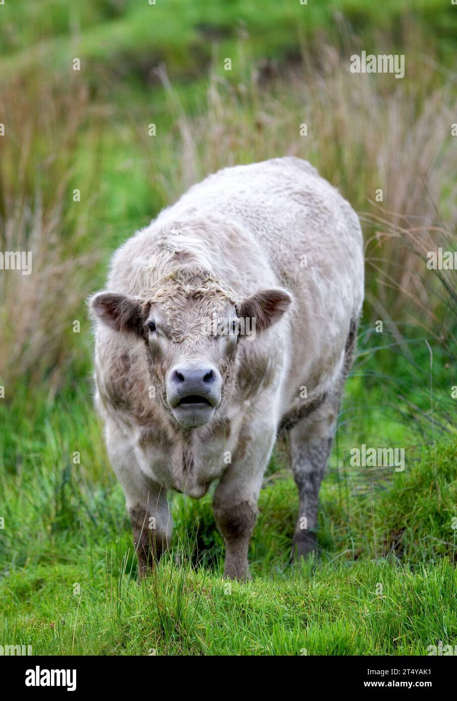 White cow - all white Stock Photo - Alamy