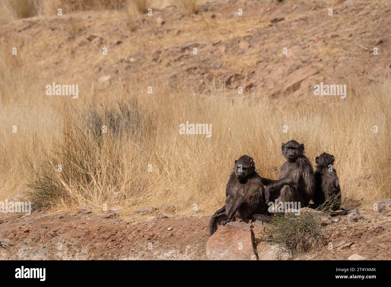 Papio cynocaphalus ursinus hi-res stock photography and images - Alamy