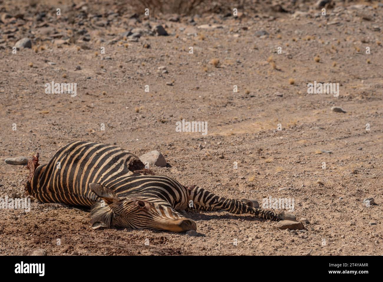 Dead animals drought hi-res stock photography and images - Alamy