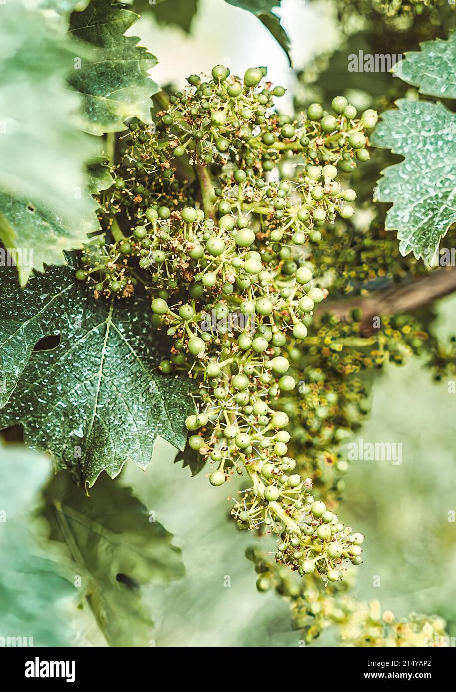 A vine branch with an abundance of lush, green leaves showcasing a ...