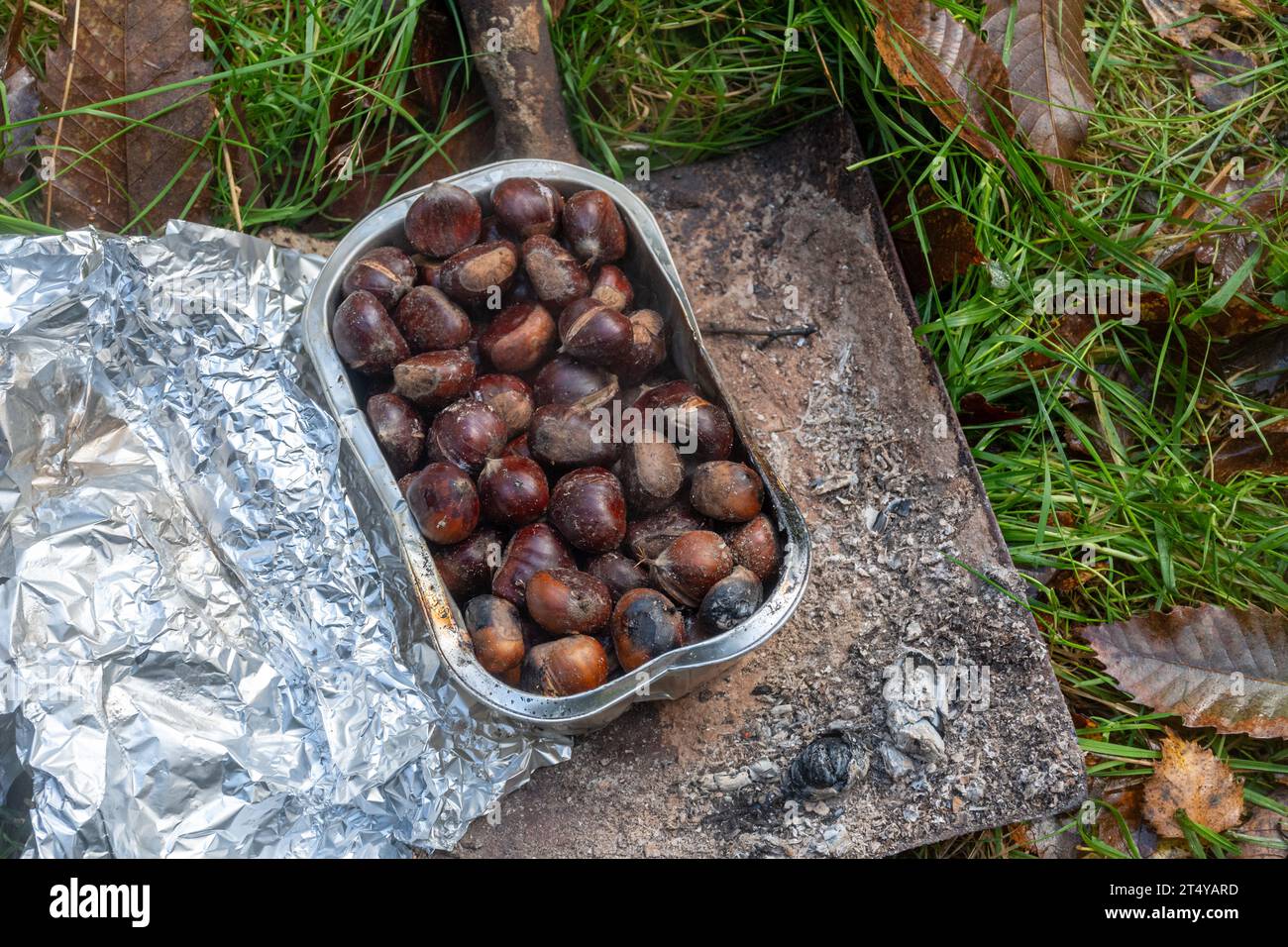 Chestnuts roasted outside in the embers of a bonfire during autumn ...