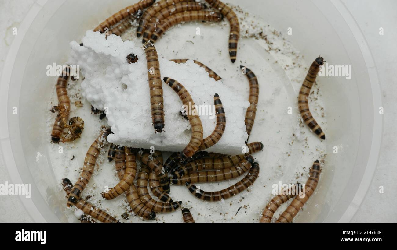 Giant mealworms hi-res stock photography and images - Alamy