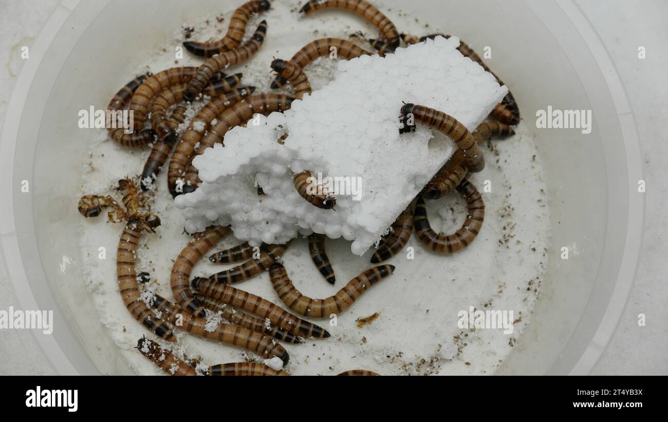 Giant mealworm hi-res stock photography and images - Alamy