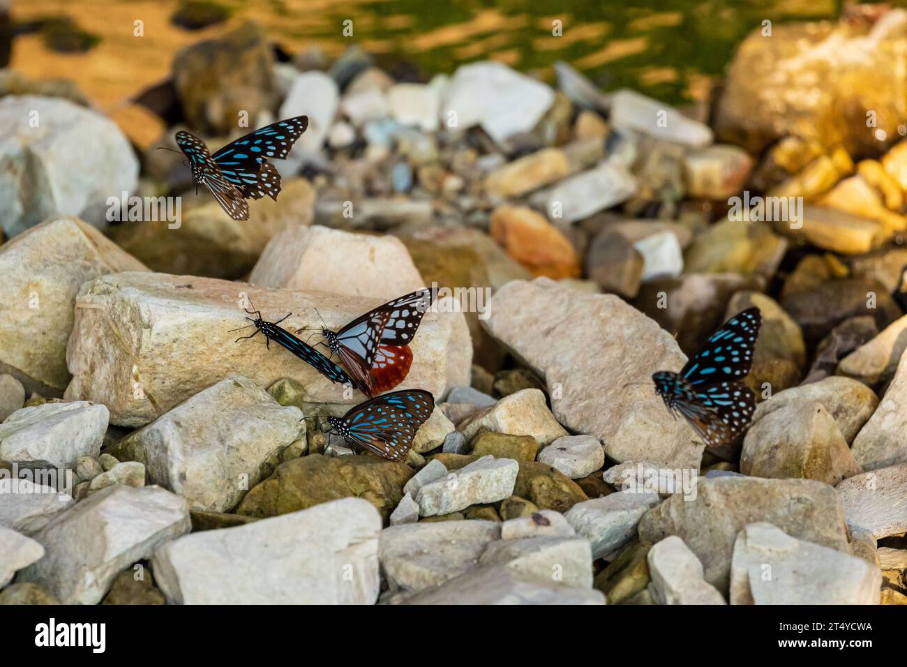Butterflies of asia hi-res stock photography and images - Alamy