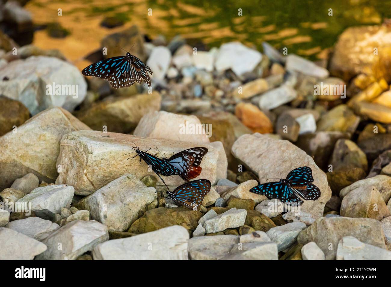 Butterflies of asia hi-res stock photography and images - Alamy