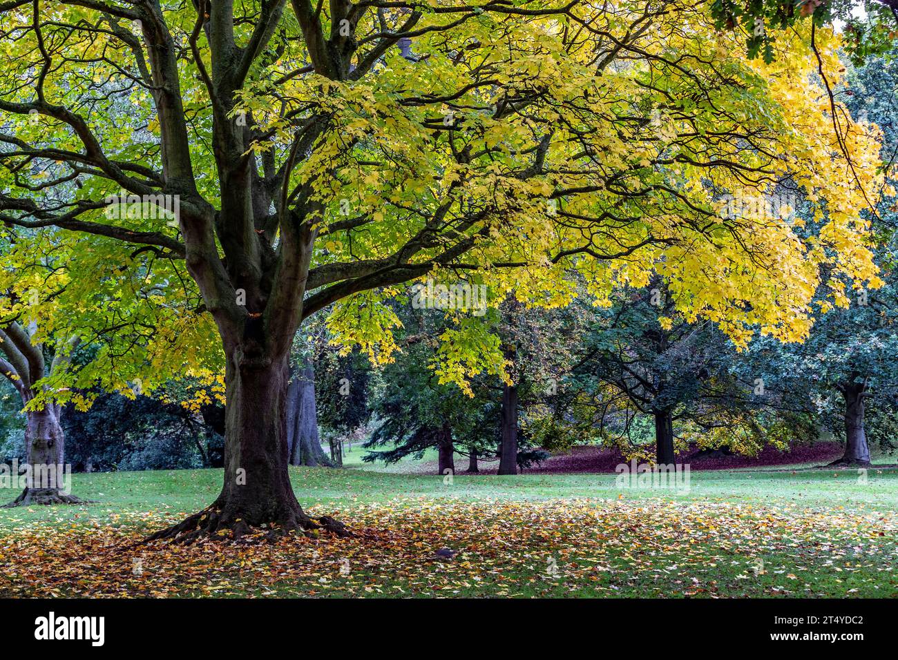 Autumn colours in the decedious trees Abington Park, Northampton ...