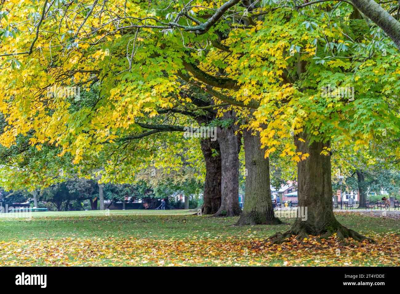 Autumn colours in the decedious trees Abington Park, Northampton ...