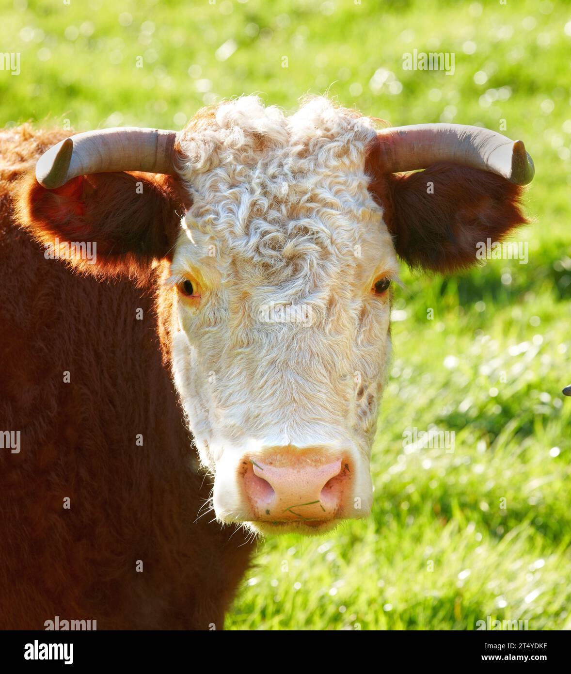 Hereford cow face hi-res stock photography and images - Alamy