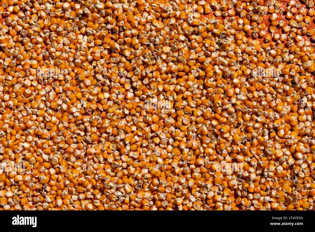 Kernel and Seeds of Corn Stock Photo - Alamy