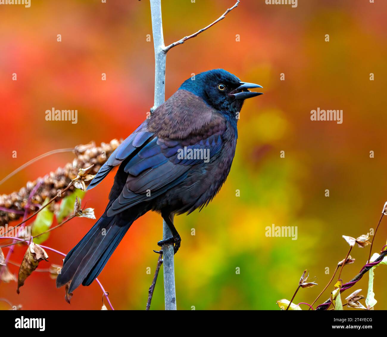 Common Grackle close-up side view perched on branch with autumn orange ...