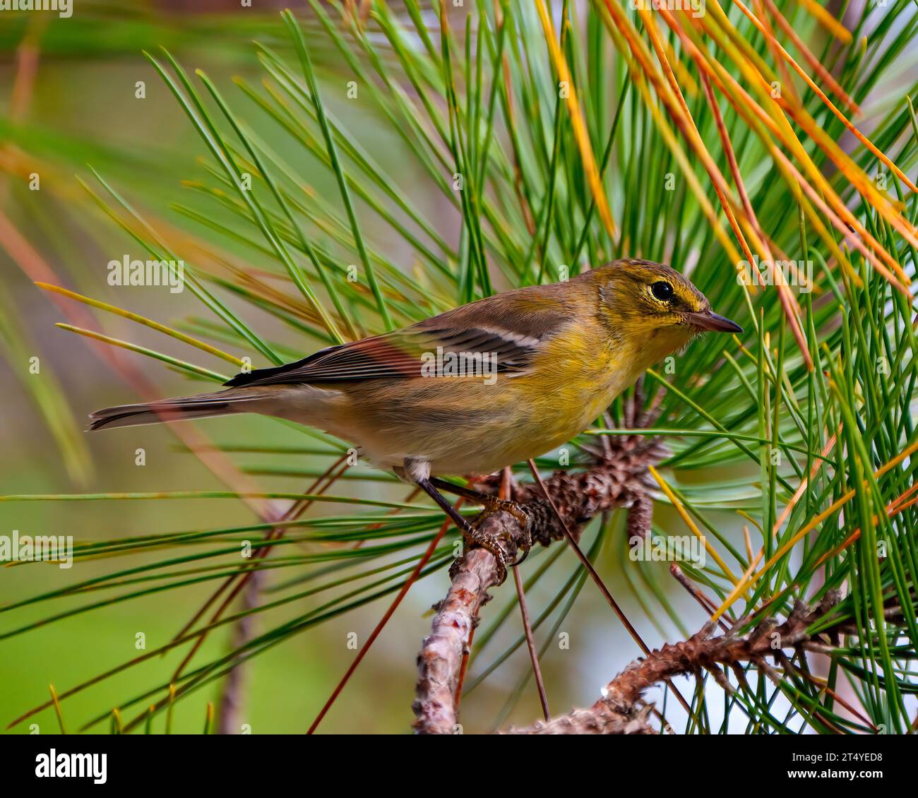Finch close-up side view perched on a pine tree branch in its ...